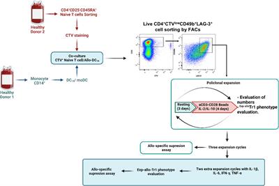 Frontiers | Highly purified and functionally stable in vitro expanded ...
