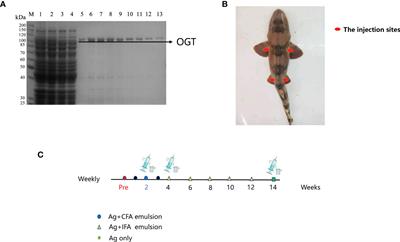 Frontiers | A novel shark single-domain antibody targeting OGT as a ...
