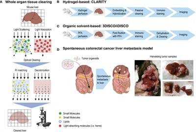 Frontiers | Tissue clearing and immunostaining to visualize the spatial ...