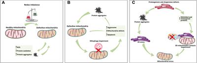 Frontiers | Mitochondria inter-organelle relationships in cancer ...