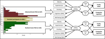 Frontiers | Health-related heterogeneity in brain aging and ...