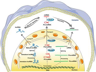 Frontiers | The potential regulatory role of the lncRNA-miRNA-mRNA axis ...