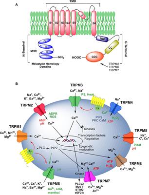 Frontiers | On the modulation of TRPM channels: Current perspectives ...