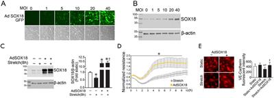 Frontiers | Loss of SOX18/CLAUDIN5 disrupts the pulmonary endothelial ...
