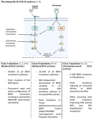 Frontiers | Implications of BRAF V600E mutation in gliomas: Molecular ...