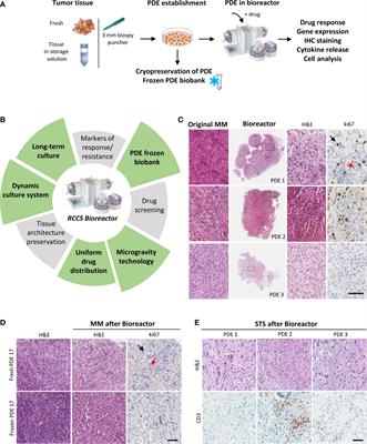Frontiers | 3D tumor explant as a novel platform to investigate ...