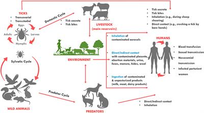 Frontiers | Coxiella burnetii in ticks, livestock, pets and wildlife: A ...