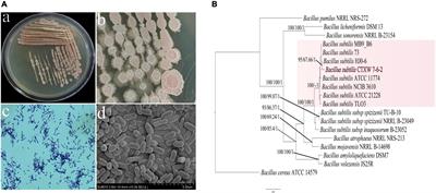 Frontiers | Biocontrol potential of Bacillus subtilis CTXW 7-6-2 ...