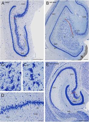 Frontiers | Cell numbers in the reflected blade of CA3 and their ...