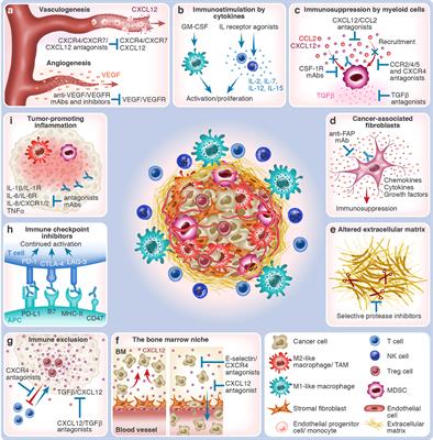 Frontiers | The prospect of tumor microenvironment-modulating ...