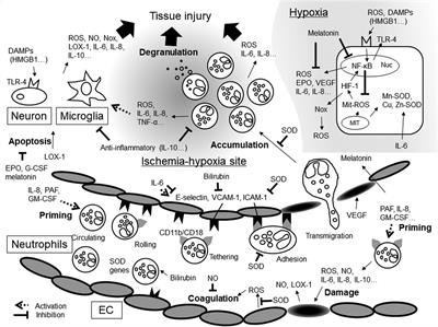 Frontiers | Neonatal asphyxia as an inflammatory disease: Reactive ...