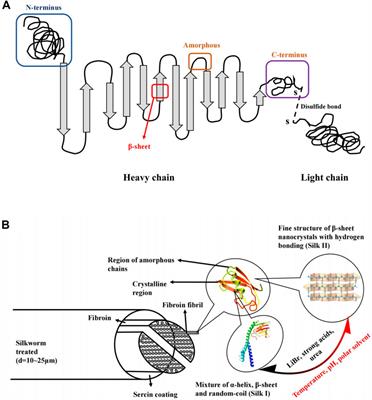 Frontiers | Research progress of natural silk fibroin and the ...