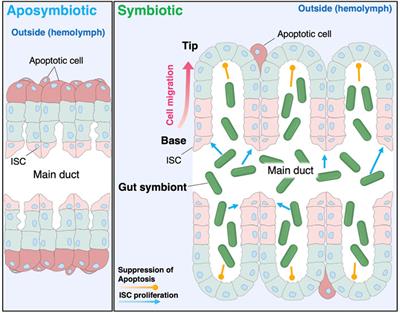 Frontiers | Symbiont coordinates stem cell proliferation, apoptosis ...