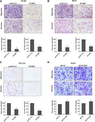 Frontiers | The roles of protocadherin-7 in colorectal cancer cells on ...
