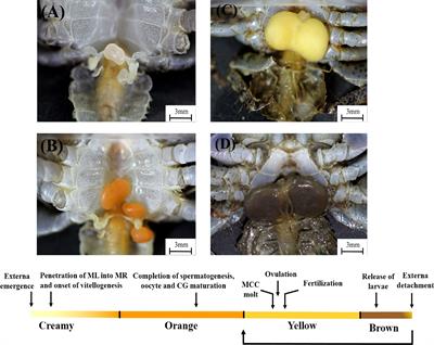 Frontiers | Interaction between the parasitic barnacle Polyascus planus ...