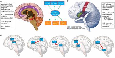 Frontiers | Hierarchical predictive coding in distributed pain circuits