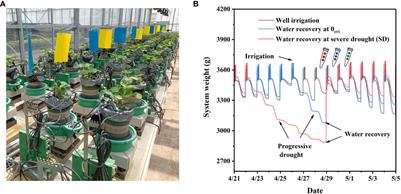 Frontiers | Functional physiological phenotyping and transcriptome ...