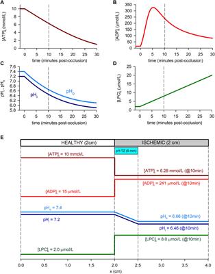 Frontiers | The mechanisms of potassium loss in acute myocardial ...