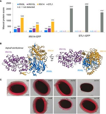 Frontiers | β-1,4-Xylan backbone synthesis in higher plants: How ...