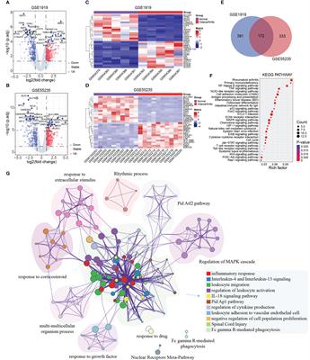 Frontiers | Comprehensive bulk and single-cell transcriptome profiling ...
