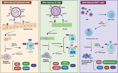 Frontiers | Immunotherapeutic approaches in EBV-associated ...