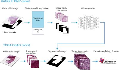Frontiers | Deep learning-based morphological feature analysis and the ...