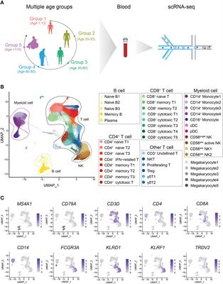 Frontiers | Single-cell RNA sequencing reveals the molecular features ...