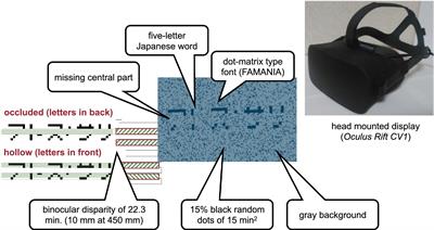 Frontiers | Visual and haptic cues in processing occlusion