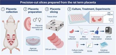 Frontiers | Precision-cut rat placental slices as a model to study sex ...