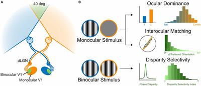 Frontiers | Neural circuits for binocular vision: Ocular dominance ...