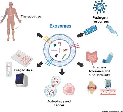 Frontiers | The emerging role of exosomes in innate immunity, diagnosis ...