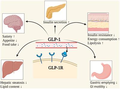 Frontiers | GLP−1 receptor agonists for the treatment of obesity: Role ...