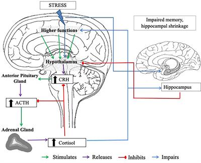 Frontiers | Understanding the relationships between physiological and ...