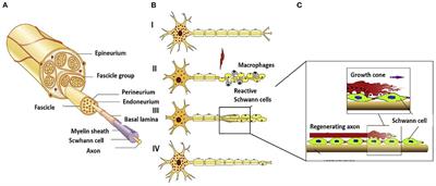 Frontiers | New techniques and methods for prevention and treatment of ...