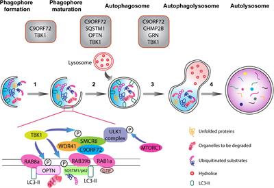 Frontiers | Autophagy and neurodegeneration: Unraveling the role of ...