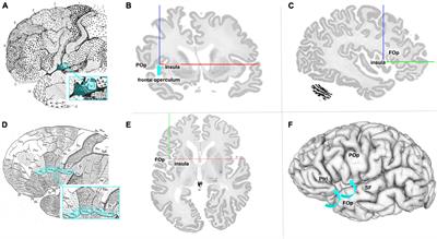 Frontiers | Cytoarchitectonic mapping of the human frontal operculum ...