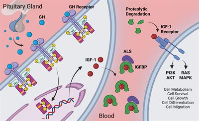 Frontiers | Cell non-autonomous regulation of cerebrovascular aging ...