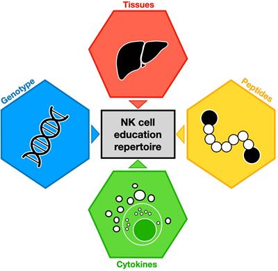 Frontiers | NK cell education: Physiological and pathological influences
