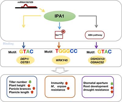 Frontiers | The coordinated regulation mechanism of rice plant ...