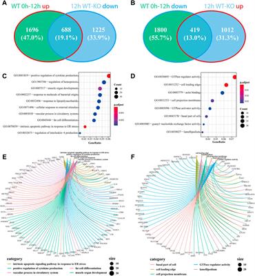 Frontiers | Differentially expressed gene profiles and associated ceRNA ...
