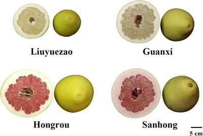 Frontiers | Fruit quality and volatile constituents of a new very early ...