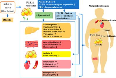 Frontiers | The potential function and clinical application of FGF21 in ...