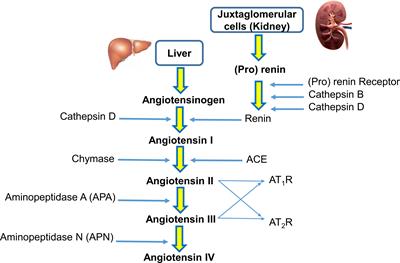 Frontiers | The role of the renin-angiotensin system (RAS) in salinity ...