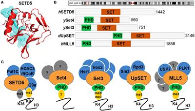 Frontiers | Structure, activity and function of the lysine ...
