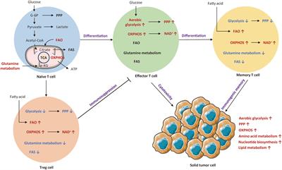 Frontiers | Manipulating T-cell metabolism to enhance immunotherapy in ...