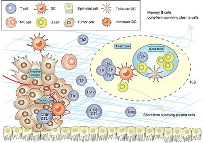 Frontiers | Tumor infiltrating lymphocytes as an endpoint in cancer ...