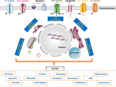 Frontiers | Editorial: Ion channels & homeostasis of ions in cancer ...