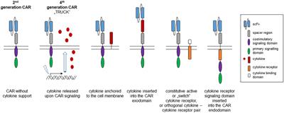 Frontiers | CAR T cell therapy becomes CHIC: “cytokine help intensified ...