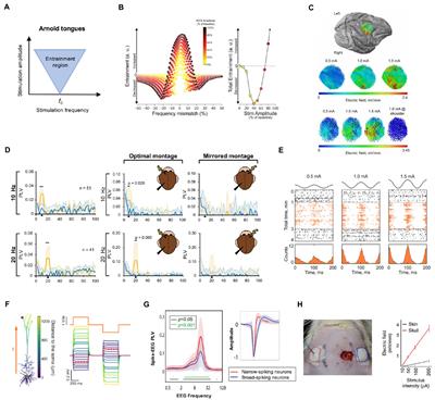 Frontiers | Neurophysiological mechanisms of transcranial alternating ...