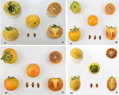 Frontiers | Investigating phenotypic relationships in persimmon ...